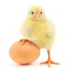 Home - Happy Feet Hatchery