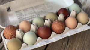 Farm Fresh Eggs | Happy Feet Hatchery