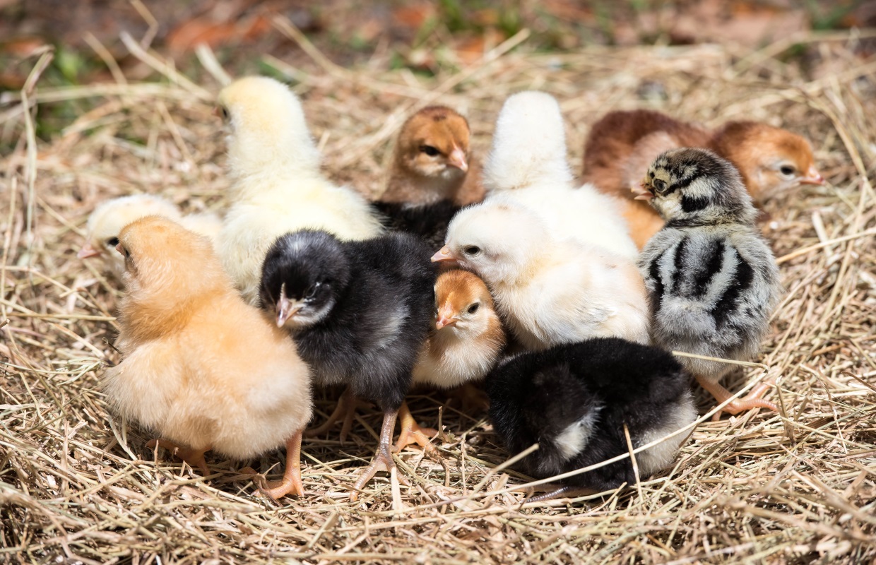 Home - Happy Feet Hatchery